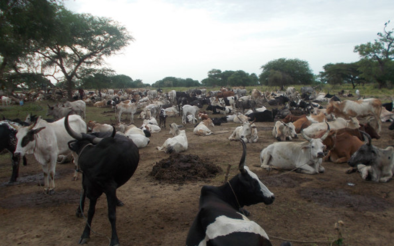 Introducing Sauti ya Wakulima to South Sudan - r0g agency